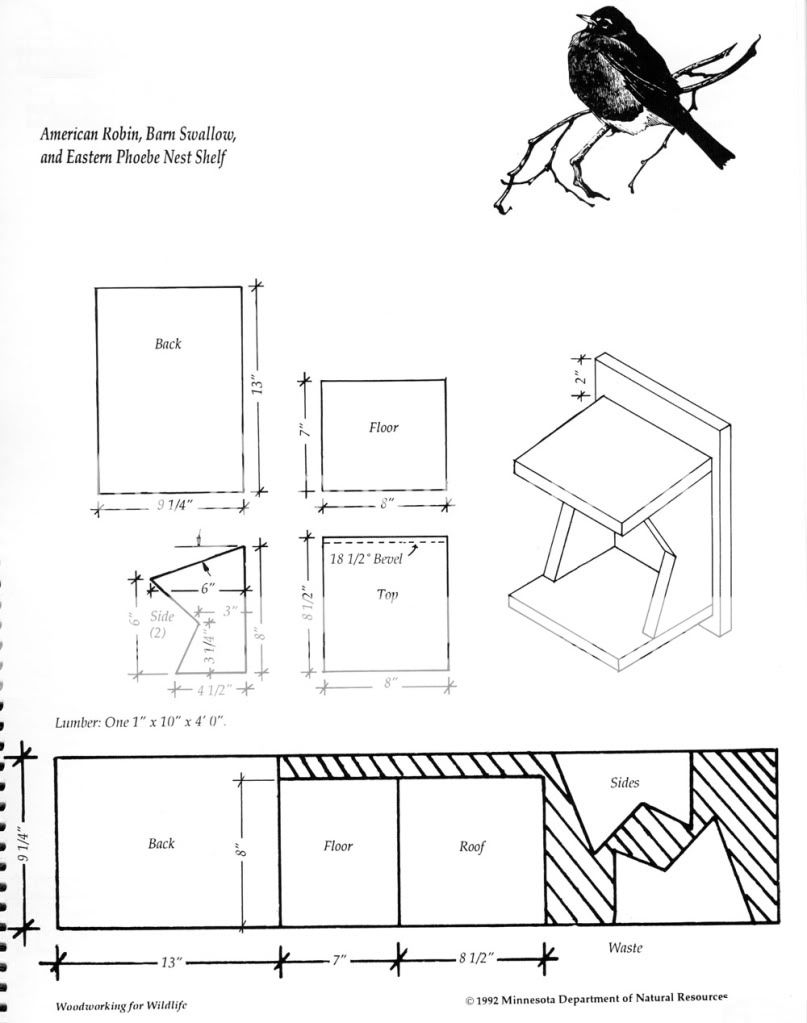 Tell me your nature observations! (birds, turkey, eagle, look ...